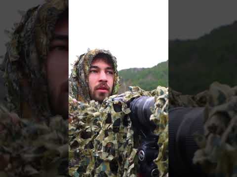 ASLAN GÖRÜNTÜLEDİM! ORMANIN KRALI #vahşiyaşam #yabanhayatı