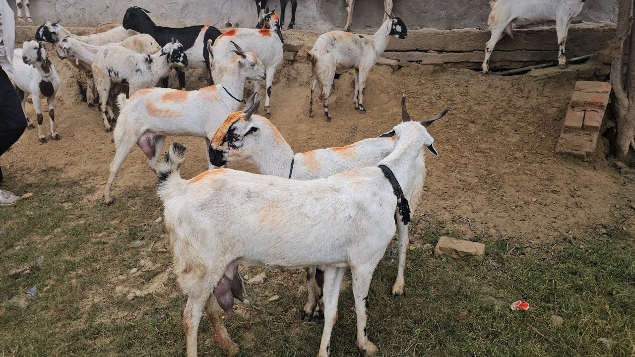 Goverdhan Bakra Mandi Live Update 11 January 24 Battisi Milk Goat ...