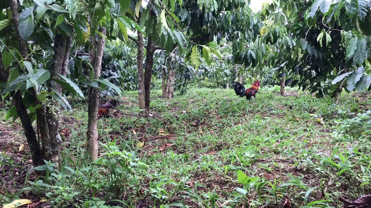 Bay ga rung - YouTube