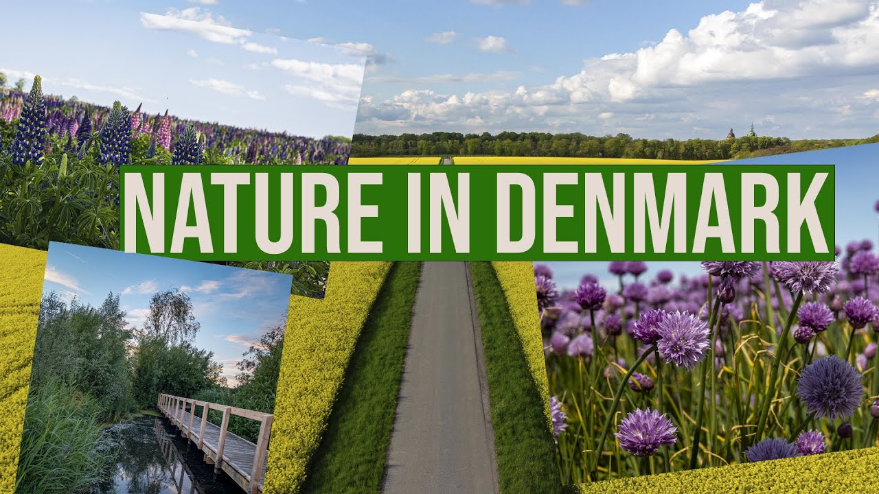 Nature in Denmark - YouTube