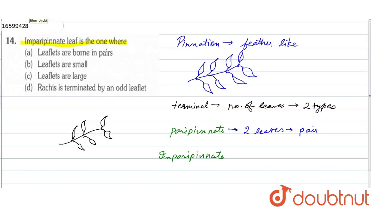 Imparipinnate leaf is the one where - YouTube