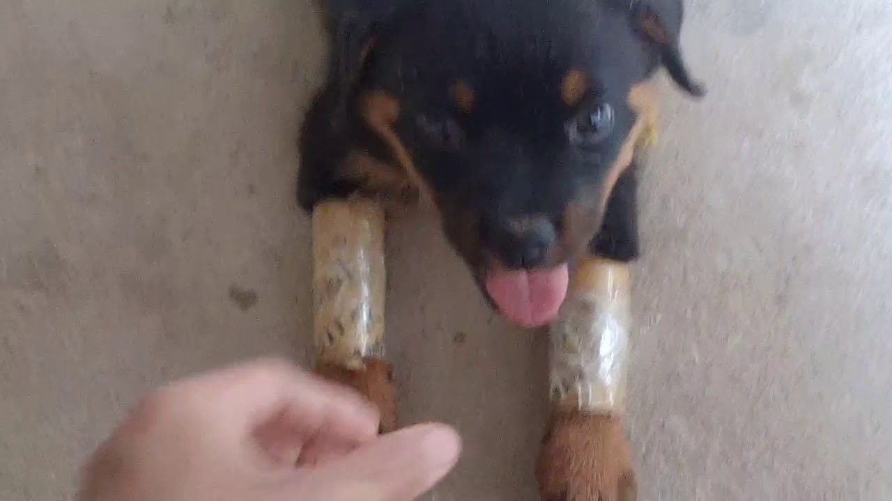 ROTTWEILER PUPPY- KNUCKLING/ LEG BENDING. HELPING HIM WALK AGAIN - YouTube