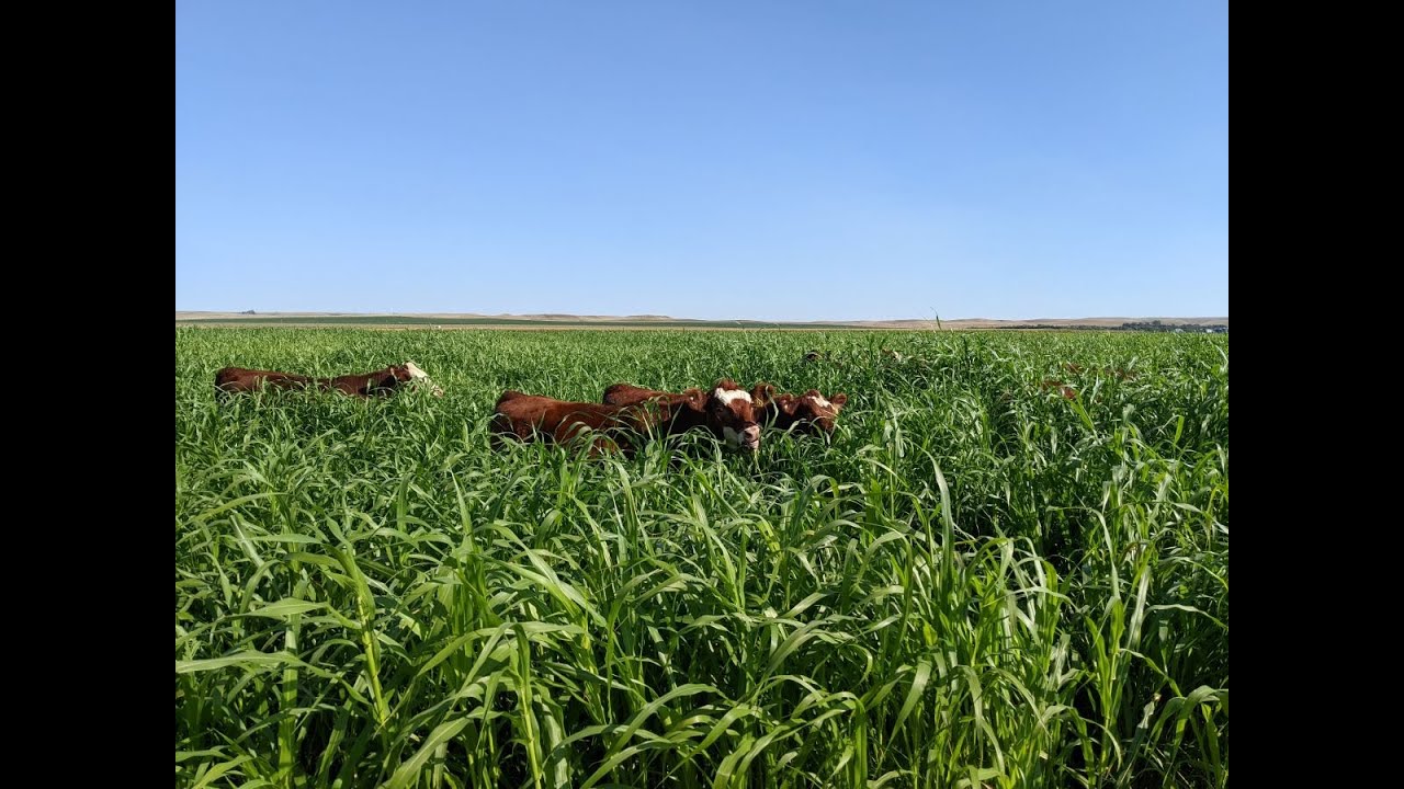 Measuring success in grazing and swathing cover crops - YouTube