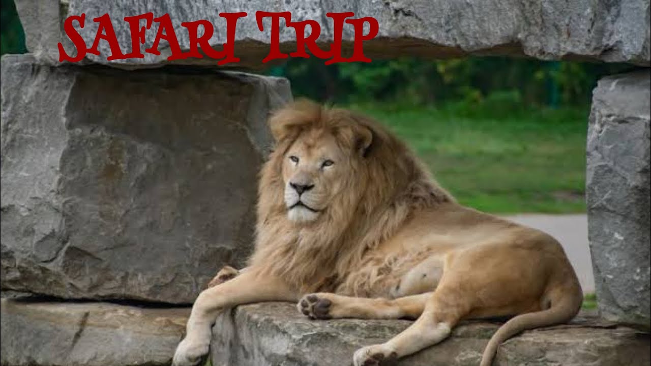 Sad Feeling After Watching Them Like This | Safari Park Karachi | Zoo ...