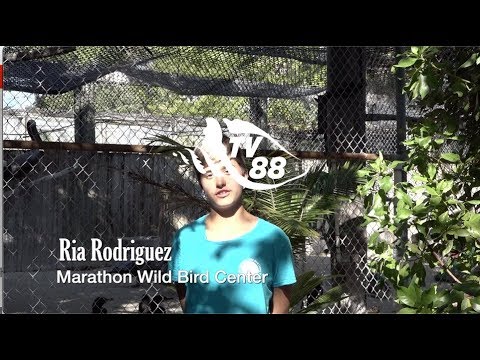 Ria Rodriguez gives TV88 a tour of The Marathon Wild Bird Center here ...