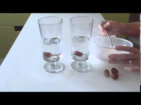 Floating grape - simple science for toddlers and preschoolers - YouTube