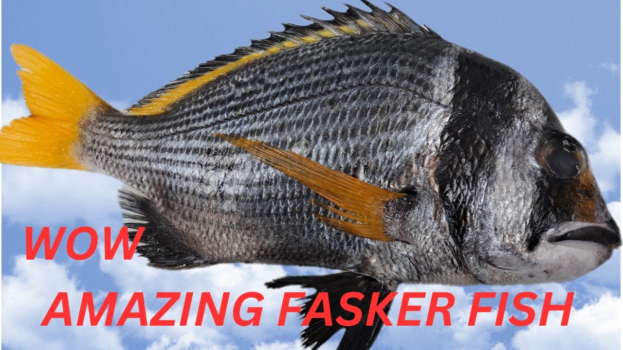 How to cut a fish fillet | filleting | Fish cutting skills | Knife ...