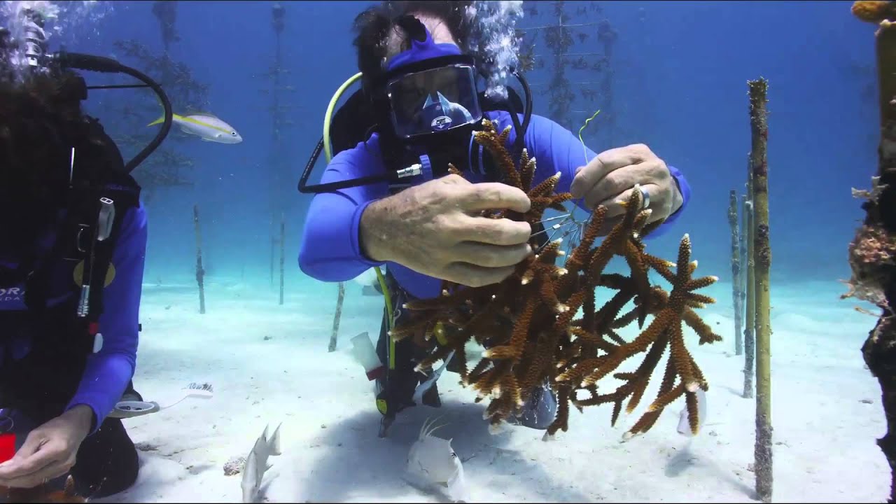 Coral Restoration Foundation, Planting Staghorn corals YouTube - YouTube