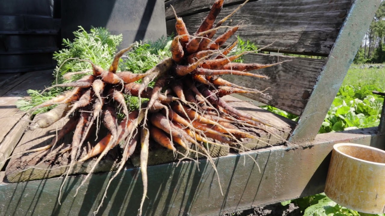 Sustainable Farm Tour - The Barefoot Farmer - YouTube