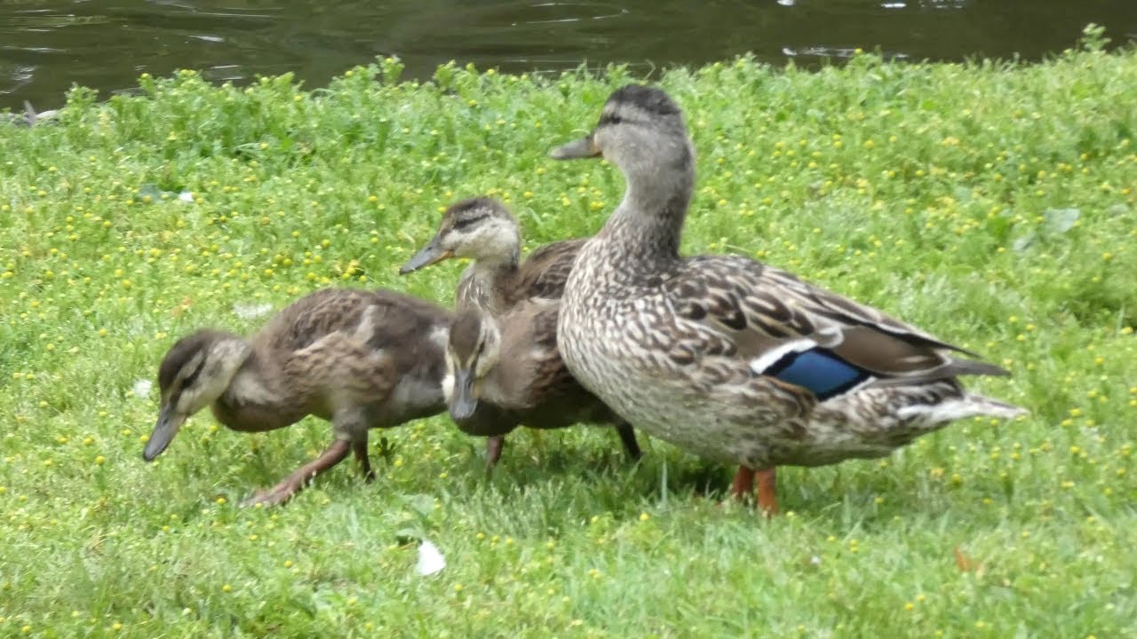 Cute Ducks & Baby Ducklings for Kids (HD) - YouTube