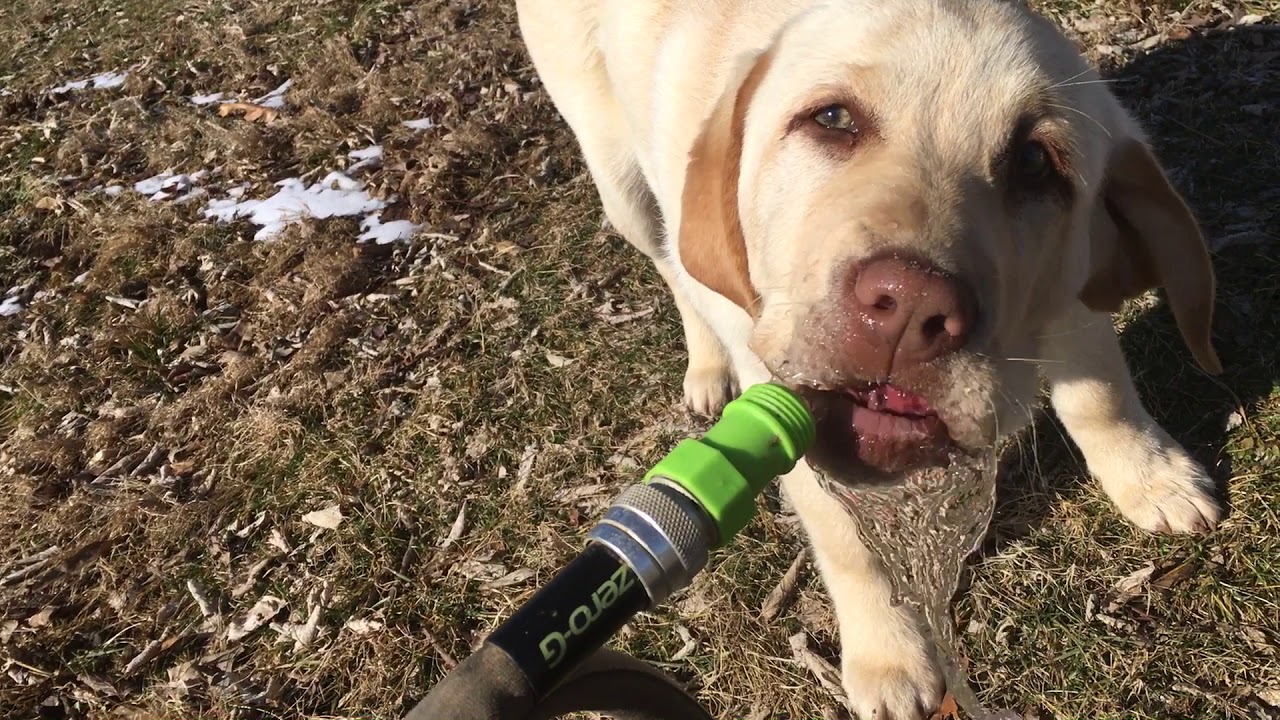 Dog Drinks From Hose - YouTube