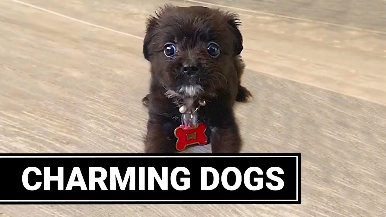 Cute and funny dogs. 🐶 Best moments of the week! 🔥 - YouTube