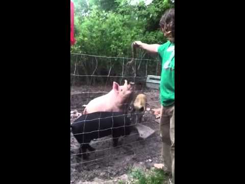 Pig eating squirrel - YouTube