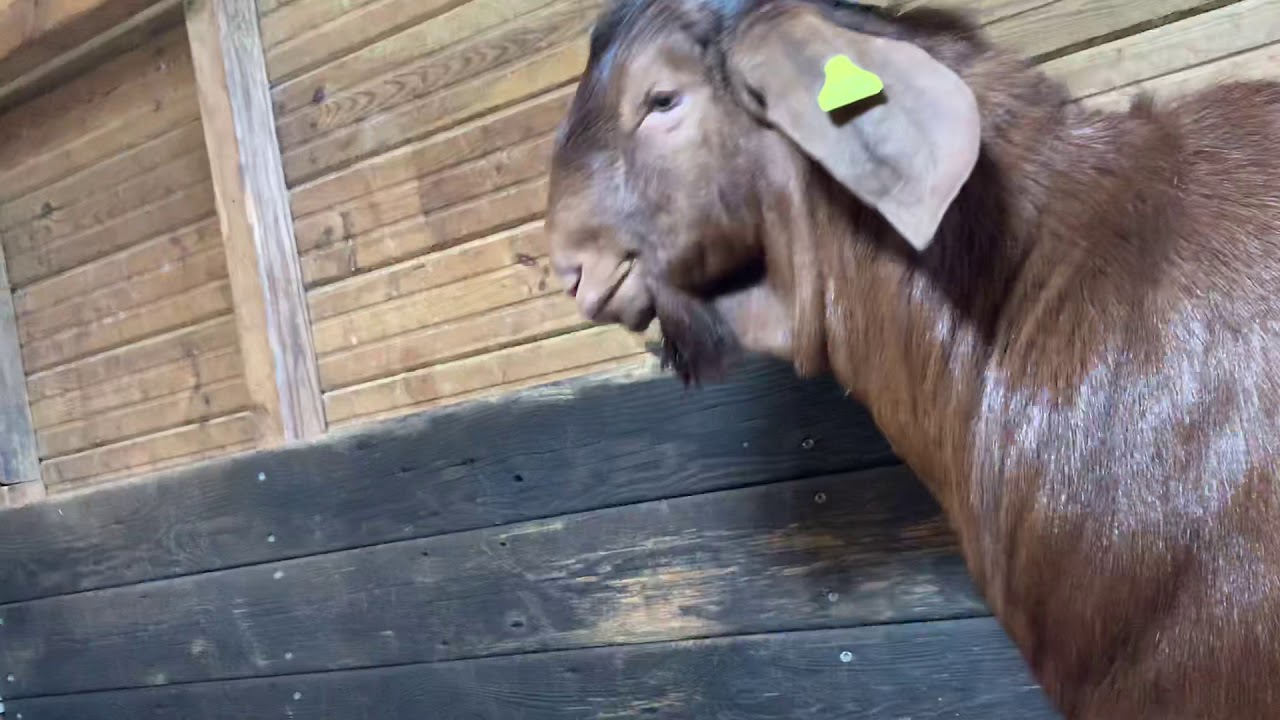 Kalahari red 100% : Big Food 11 months - YouTube