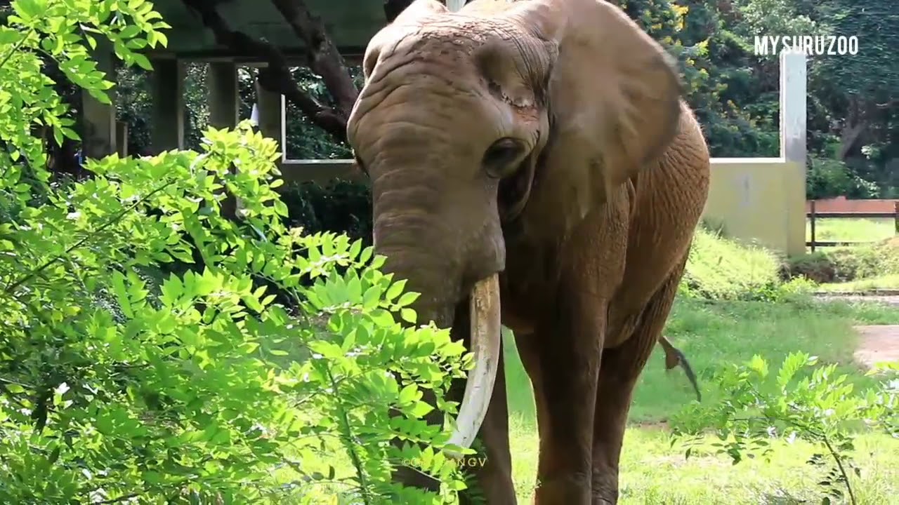 Mysuru Zoo - A must visit place for everyone - YouTube