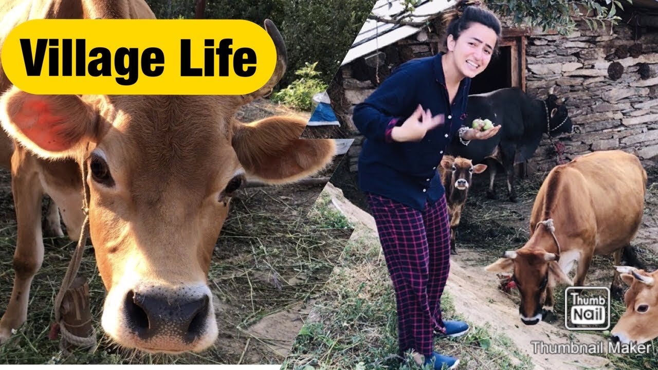 My Cow Yamuna Ate My Hand || Village Life || Visit to Cowshed (Obra ...