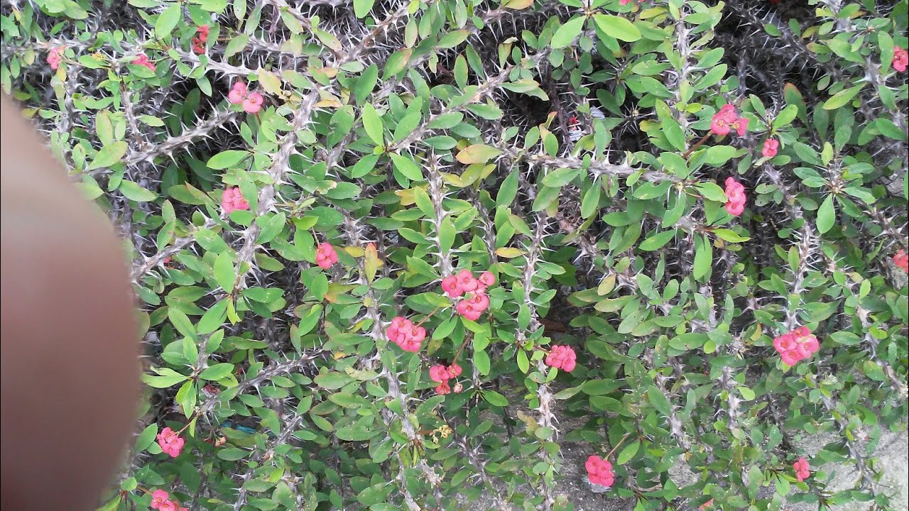 Como acabar com verruga com apenas esta planta - YouTube