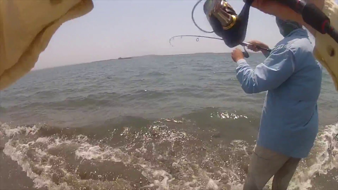Pesca de macabí - Fishing fun - Ladyfish - YouTube