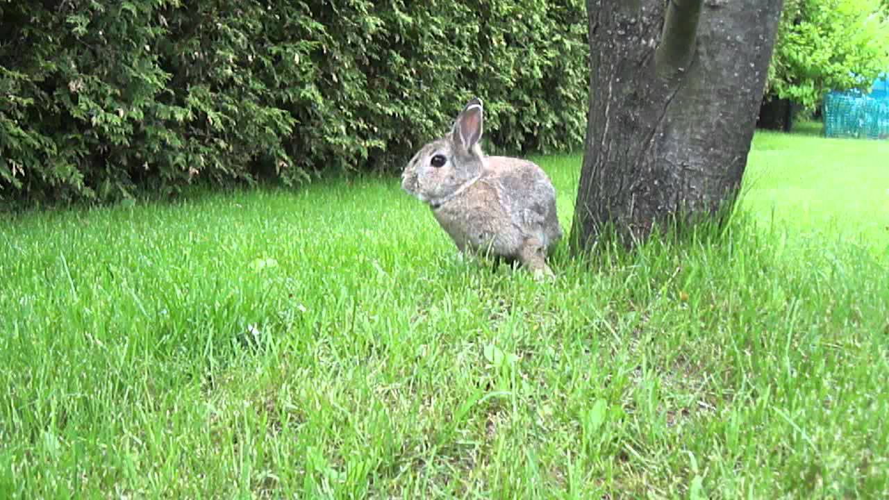 Mon lapinos crétinos ! - YouTube