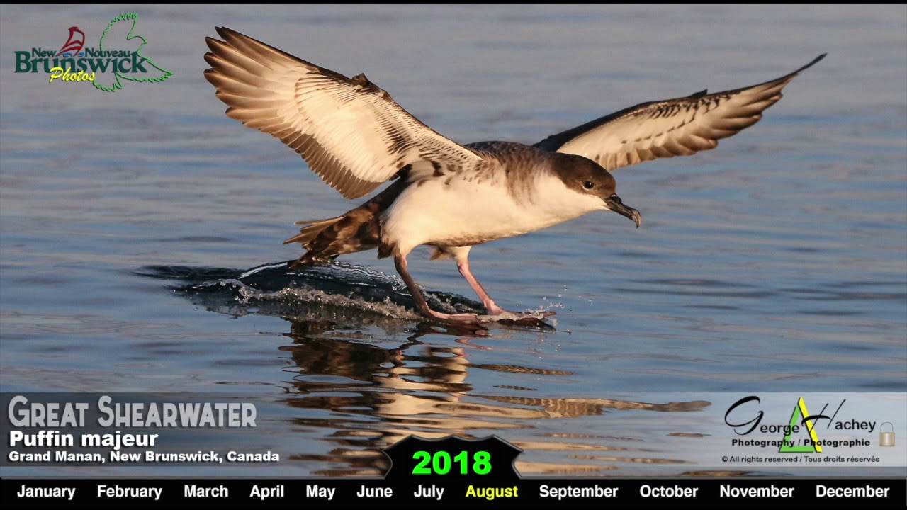 NB Large Birds & Ducks - YouTube