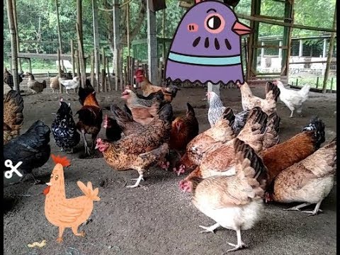 Local murgi farm, Assam. দেশি কুকুৰাৰ ফাৰ্ম অসম। Local chicken farm ...