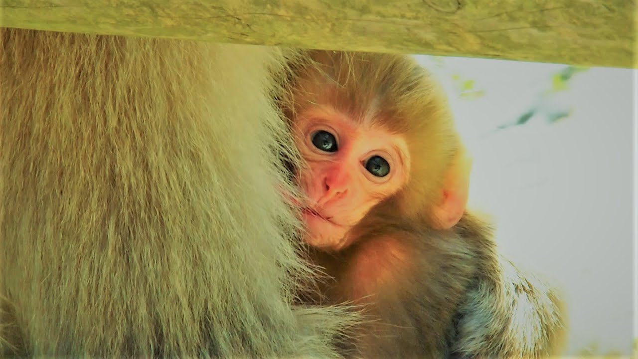 Baby Japanese Snow Monkey