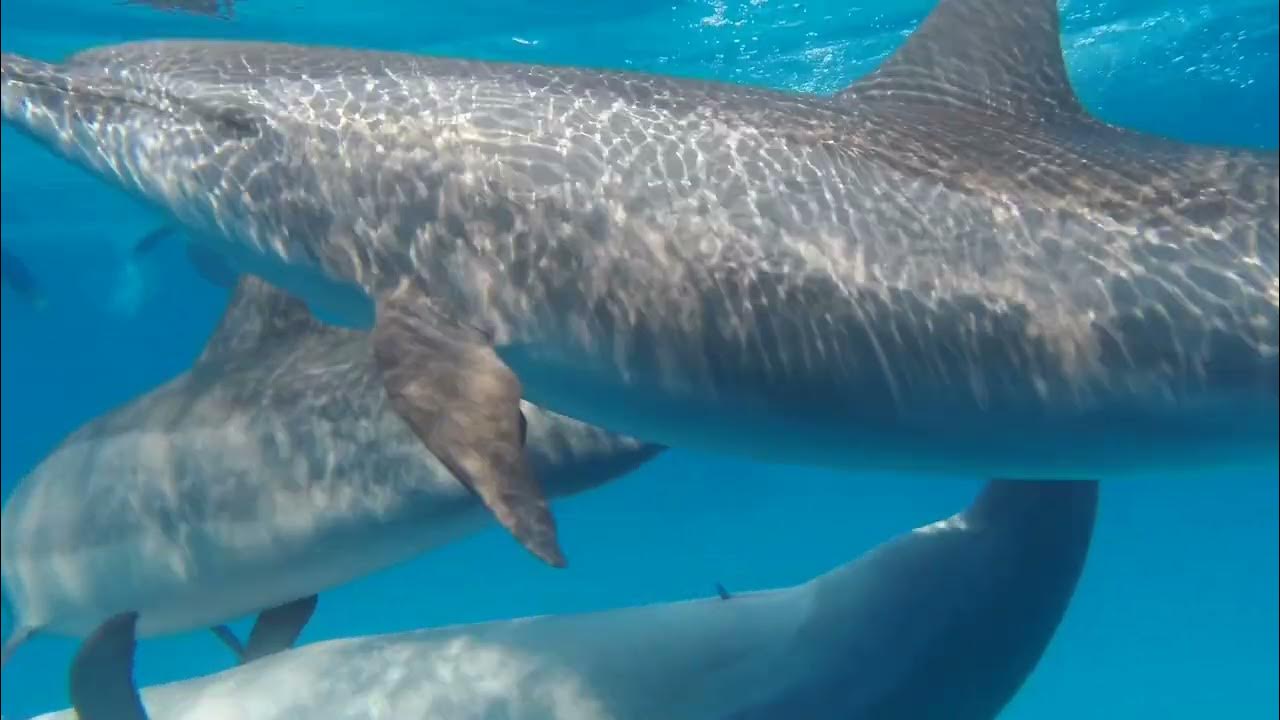 Dolphins Mating Egypt 2019 - YouTube