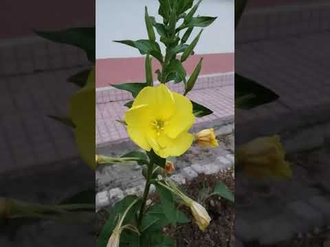 Ezan Çiçeği Gece Mumu - Oenothera