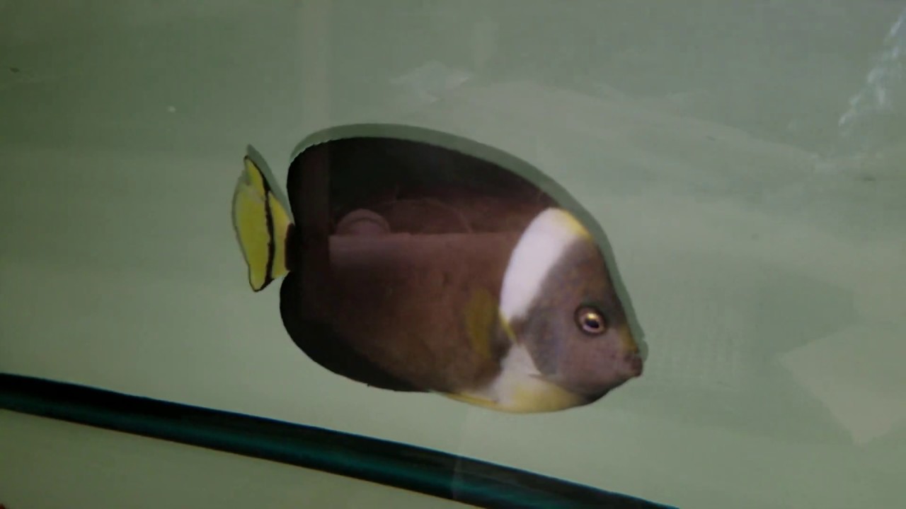 True Personifer Angel $949 - Aussie - YouTube