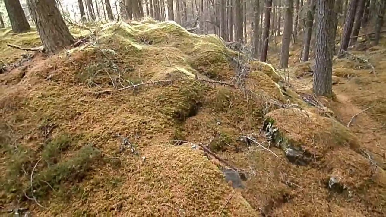 Moss Mounds, Falls of Bruar Woods, Atholl Estates - YouTube