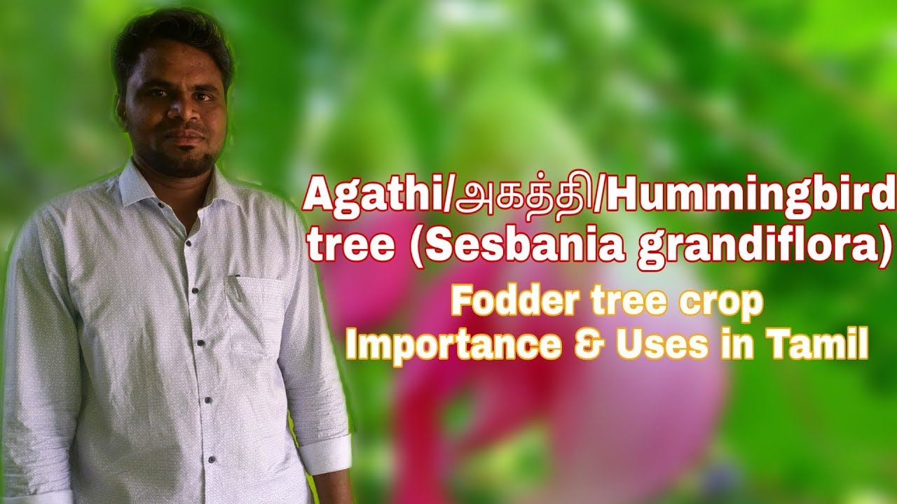 Agathi/அகத்தி/Hummingbird tree (Sesbania grandiflora) - Fodder tree ...