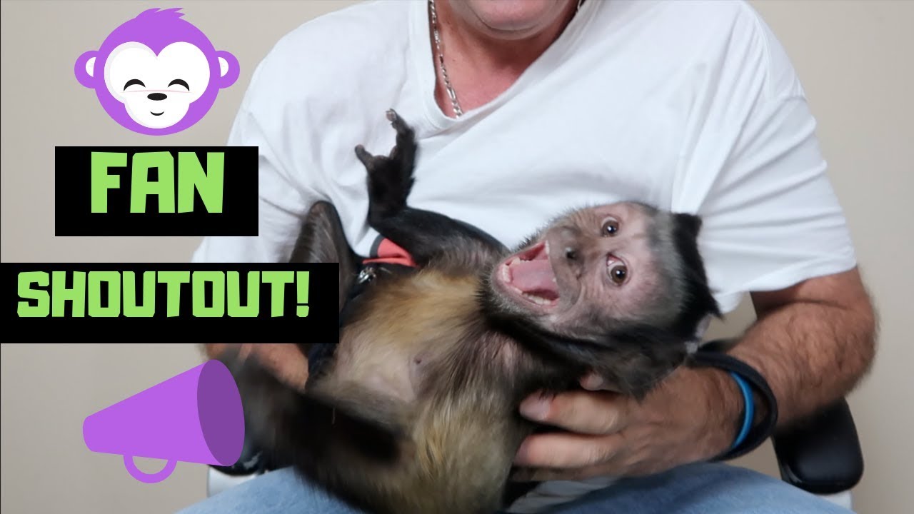 Capuchin MonkeyBoo Fan SHOUT-OUTS! - YouTube
