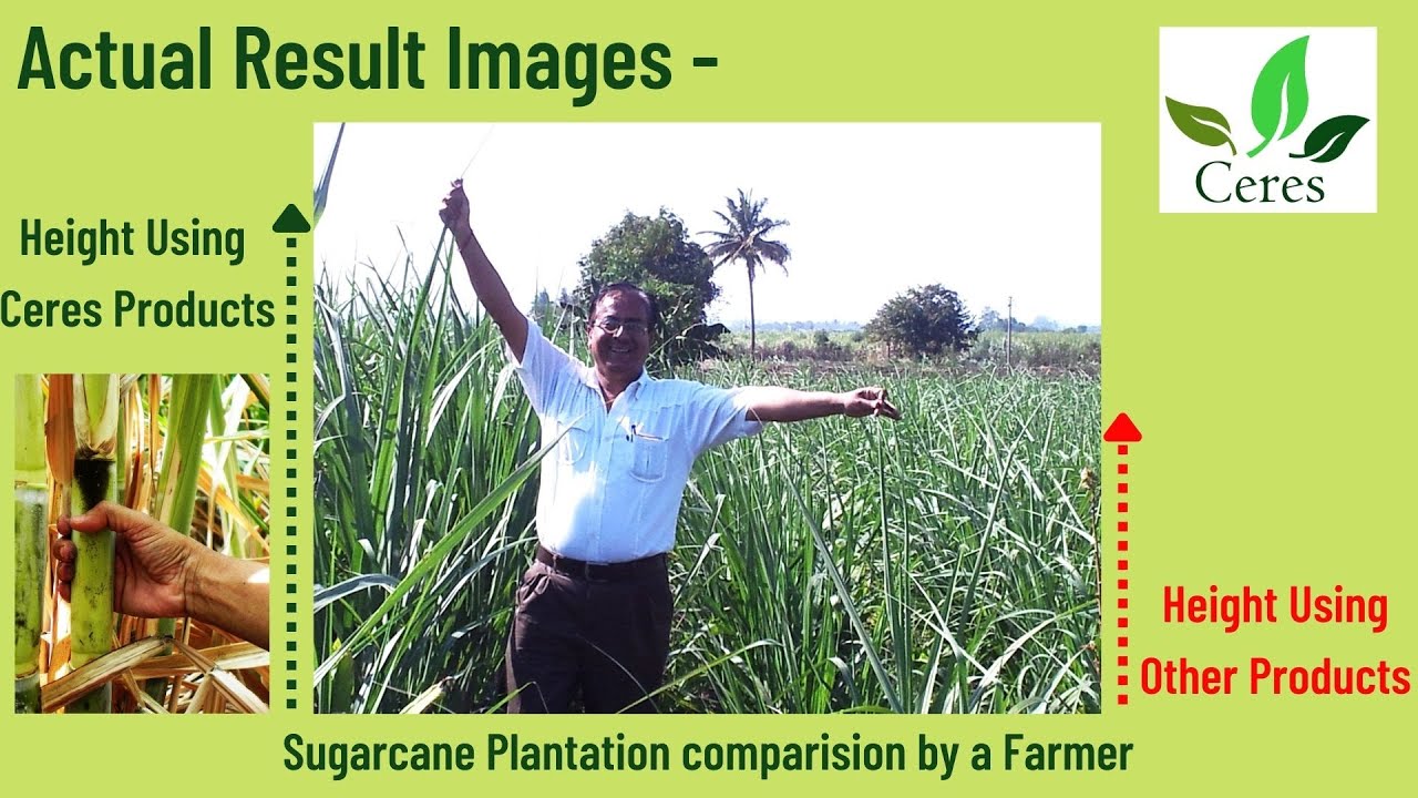 Effective 100% Organic Pesticide NEEMBUDA Ceres Organics Pvt. Ltd. # ...