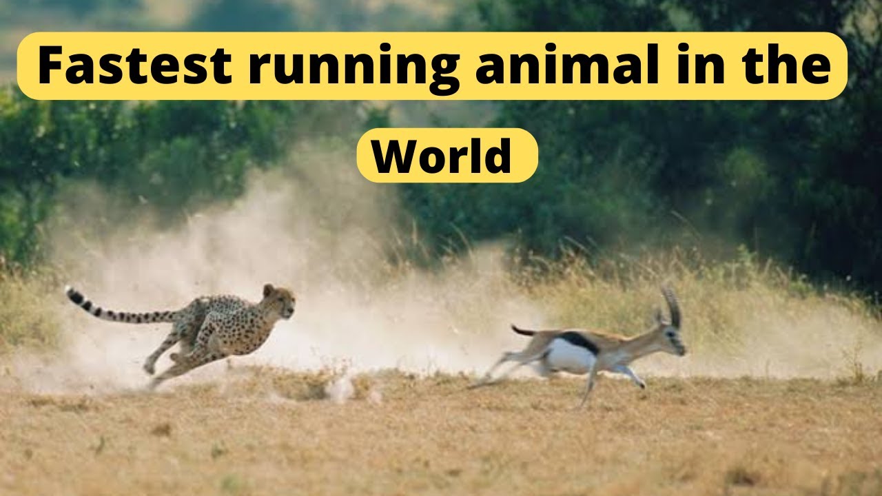 fastest running animals in the world | very fast runing animal ...