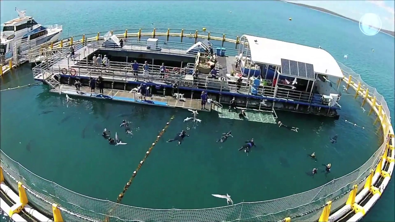 Oceanic Victor - YouTube