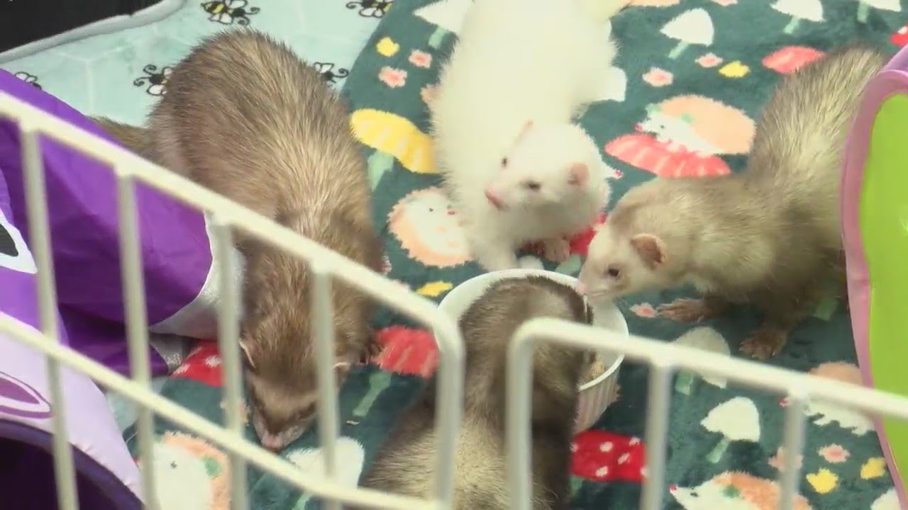 Altoona Library hosting retirement celebration for pet ferrets - YouTube