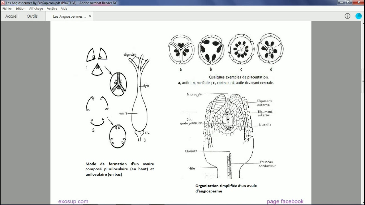 Les cormophytes : reproduction et cycles biologiques (angiospermes ...