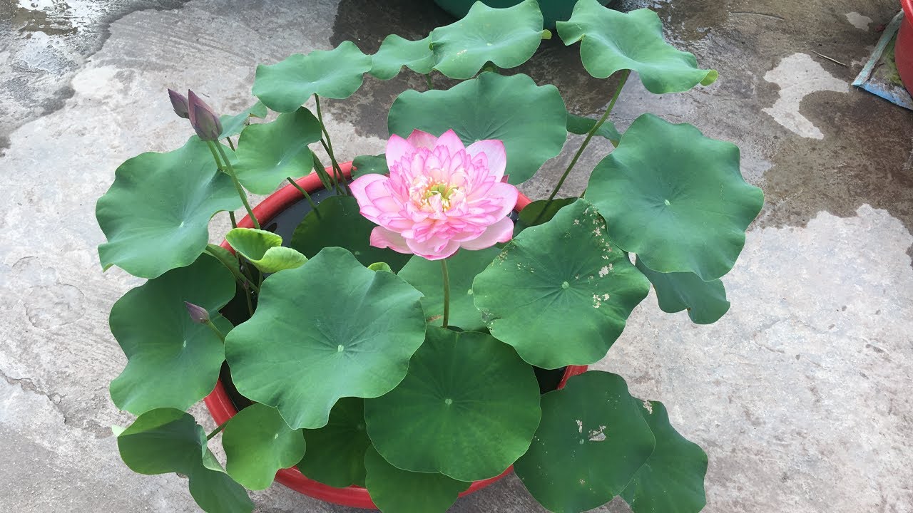 A beautiful and fragrant lotus flower pot in the yard - YouTube