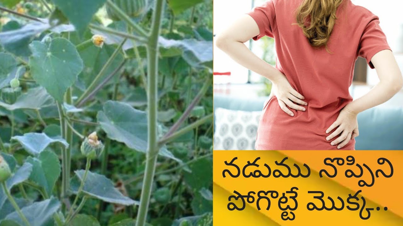 దువ్వెన చెట్టు వల్ల ప్రయోజనాలు../Duvvena chettu uses. - YouTube