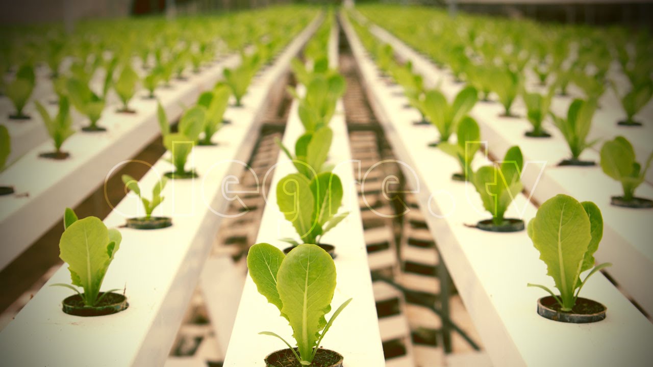 Το υδροπονικό θερμοκήπιο της General hydroponics. - YouTube