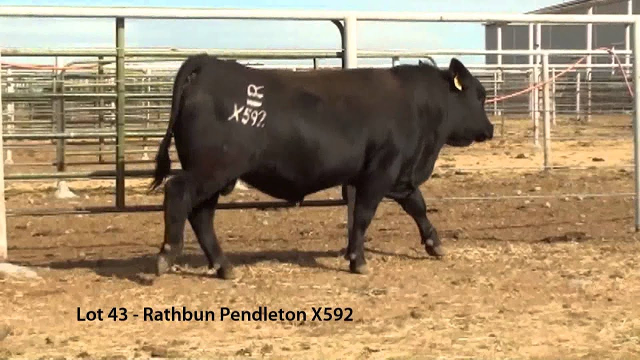 Lot 43 - Rathbun Angus Ranch Sale 2011 - YouTube