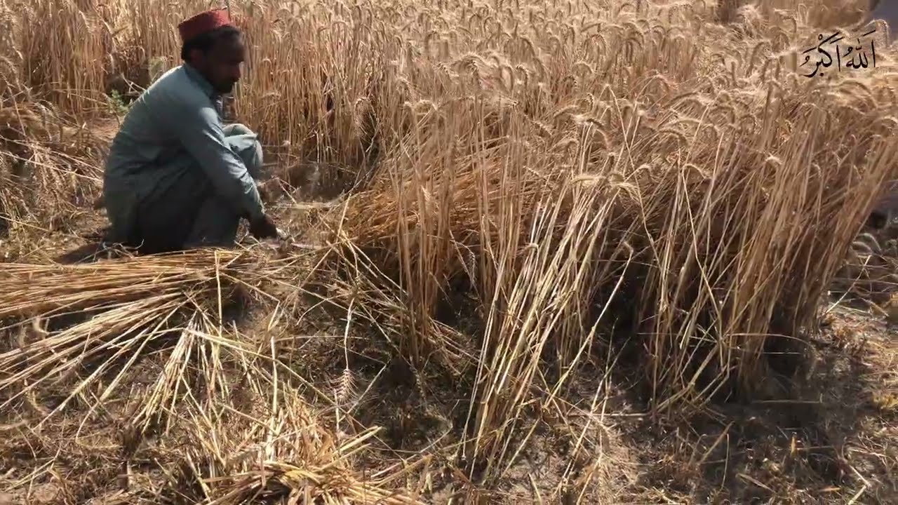 Wheat harvesting in pakistan!gandum ki fasal!gandum ki katai! village ...