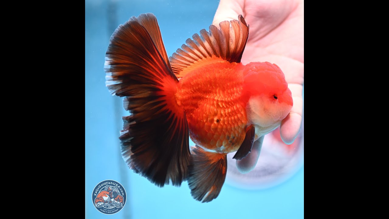 Apache Orchid Tail Oranda 3.5 inches Body - Male (250228_OR09) - YouTube