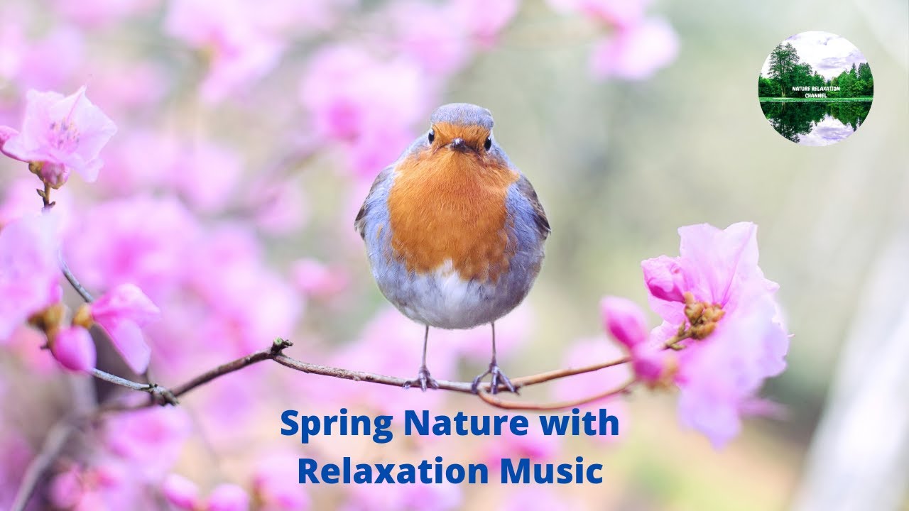 Spring Nature with Relaxation Music - YouTube
