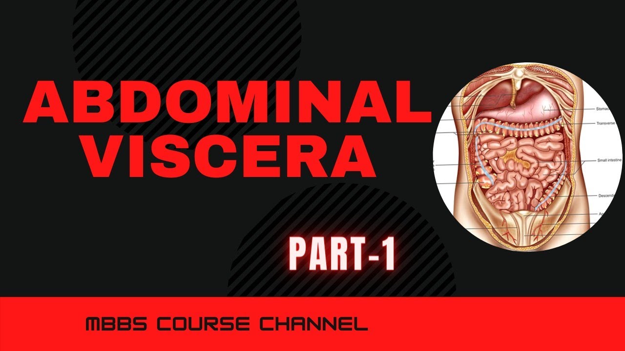 ABDOMINAL /VISCERA /PART-1 - YouTube