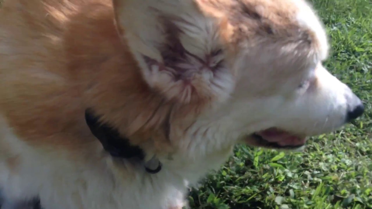 My Extreamly Fat Corgi #TheGreatFatsby - YouTube