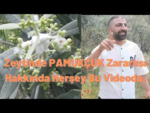 Zeytinde Pamukçuk Zararlısı.
