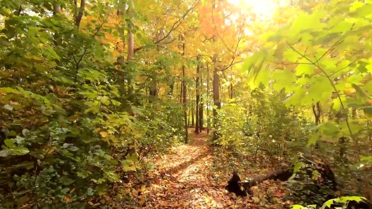 Relaxing Autumn/Fall Forest - Calming wind, Distant Birds, Peaceful ...