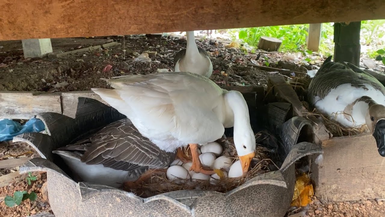 Geese laying eggs in the nest/ក្ងានក្រាបពងក្នុងសំបុក - YouTube
