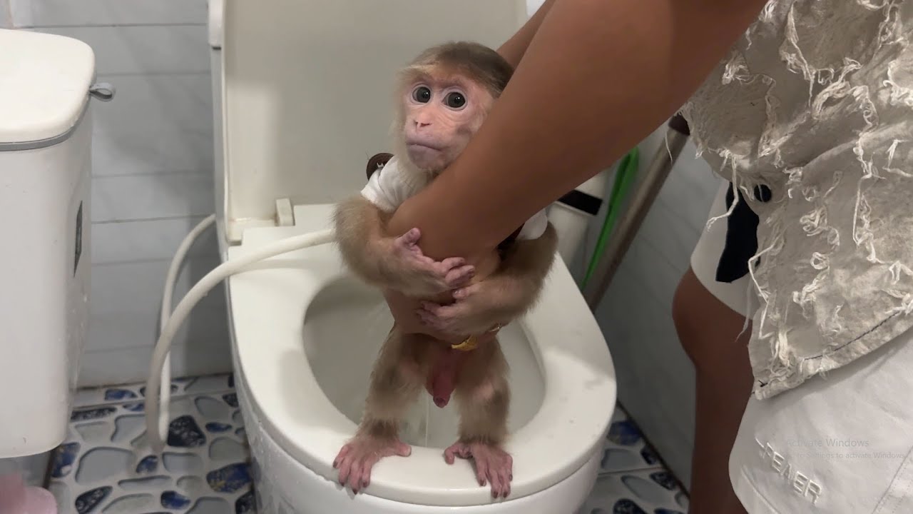 Monkey David gets help with potty training and diaper change from Dad ...